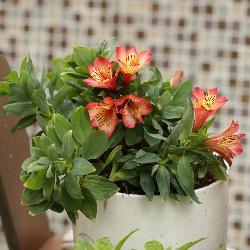 Astromelia Blanca - Alstroemeria Sp De Exterior Diámetro 20 Cm GENERICO ...