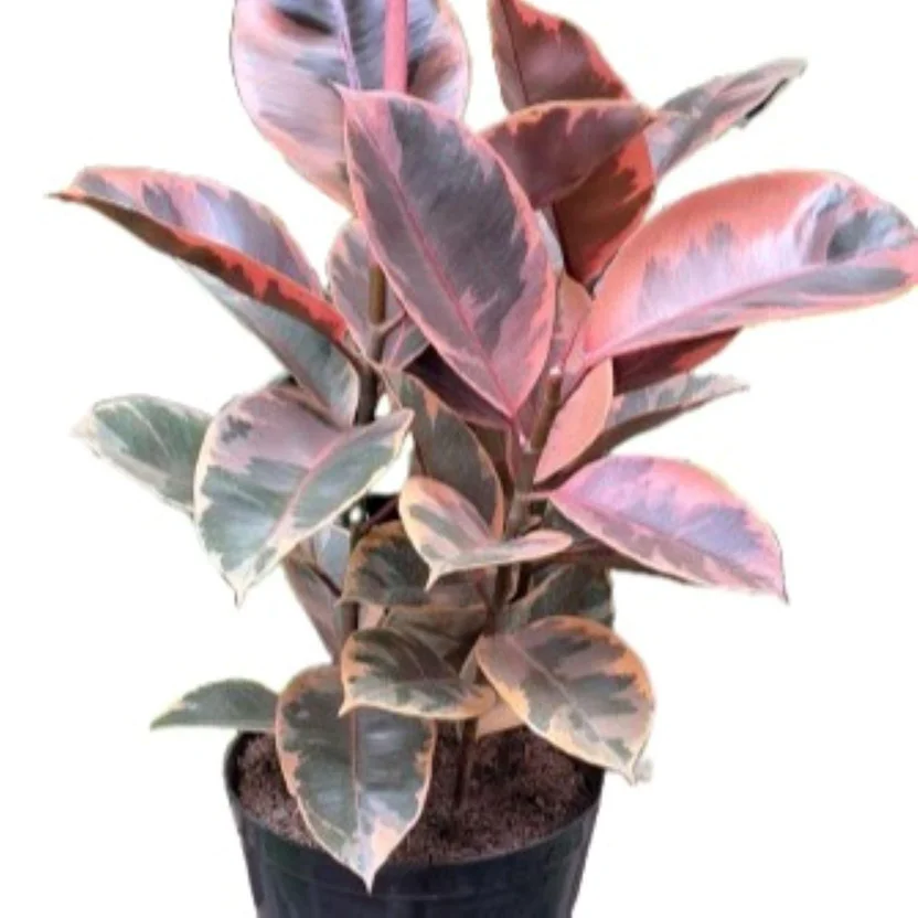 Planta Natural Caucho Variegado M14 - Homecenter.com.co