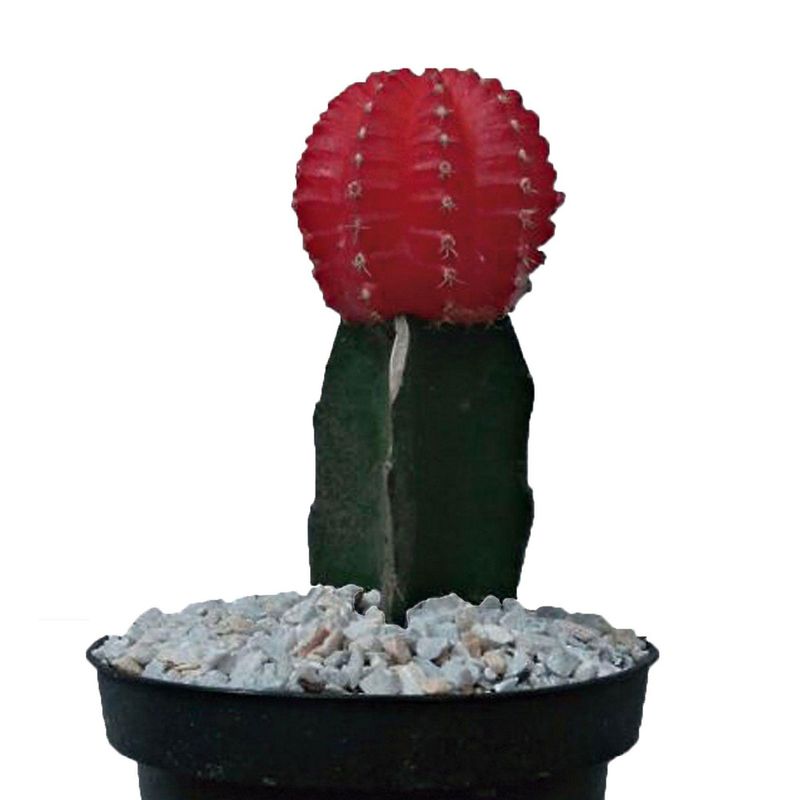 Cactus Injerto - Gymnocalycium De Interior Diámetro 10 Cm TIERRANEGRA ...