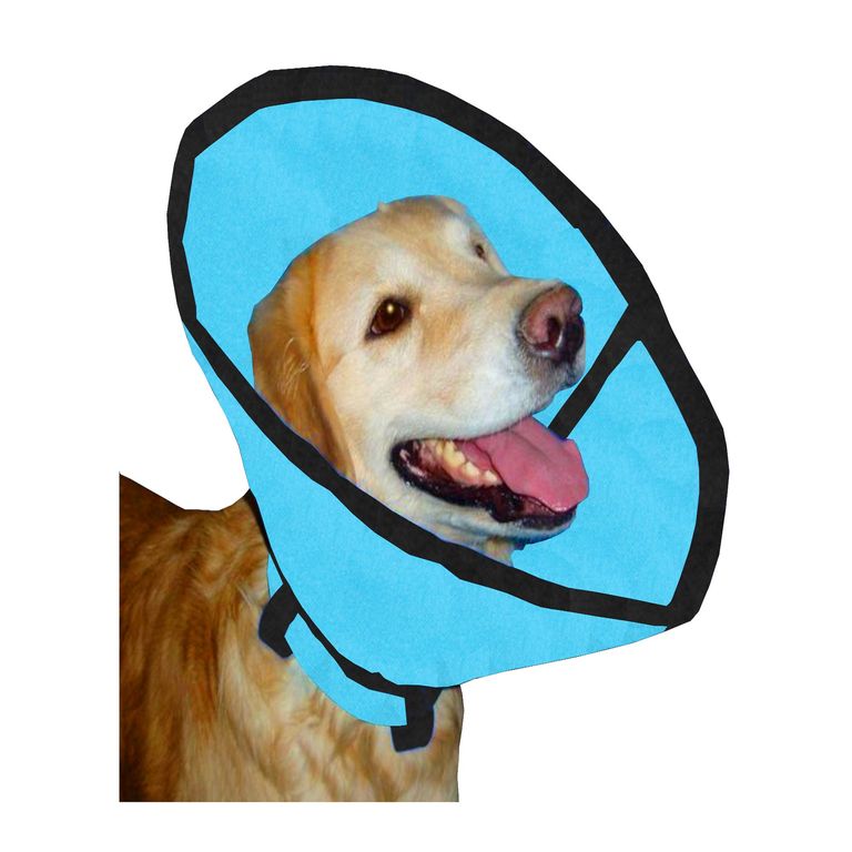 Collar Isabelino Para Perro Lona Celeste Hally Pets Talla L HALLY PET ...
