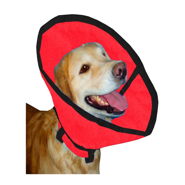 Collar Isabelino Para Perro Lona Rojo Hally Pets Talla M HALLY PET ...