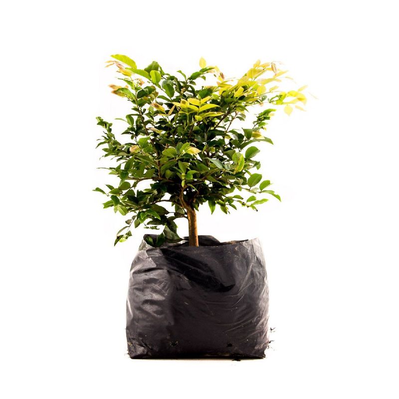 Guayabo Jaboticaba B15 TIERRANEGRA | falabella.com