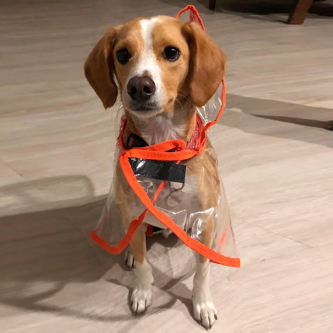 Capa Impermeable Talla L Para Perro - Homecenter.com.co