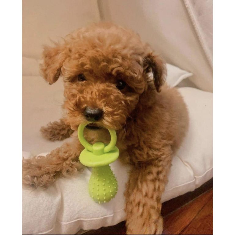 Juguete para Perro Tipo Chupon Verde | Sodimac Falabella