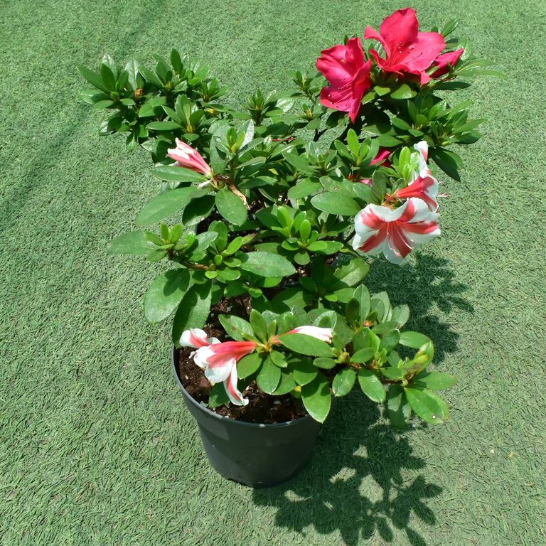 Planta de Exterior con Flor Azalea 25cm | Sodimac Falabella